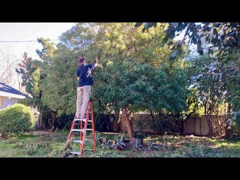 Time-lapse: 2 hours 45 minutes trimming a tree in 23 seconds!