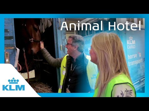 Pet Friendly Airlines KLM Animal Hotel