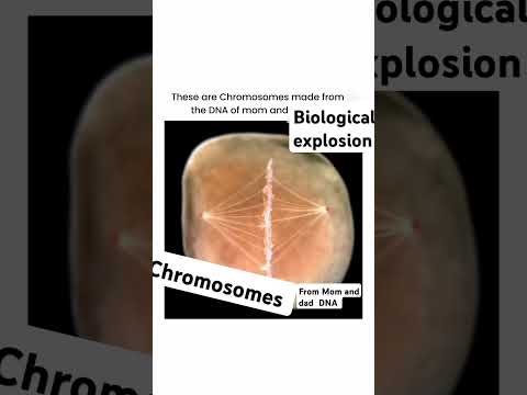 these are chromosomes made from the DNA of mom and dad || chromosomes in 3d animation|| #biology