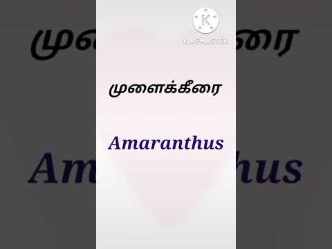 முளைக்கீரை in English/Spoken English through Tamil/words meaning in English/Amaranthus in Tamil/