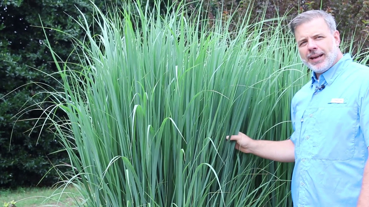 Northwind switchgrass (Panicum virgatum 'Northwind') - Plant Identification