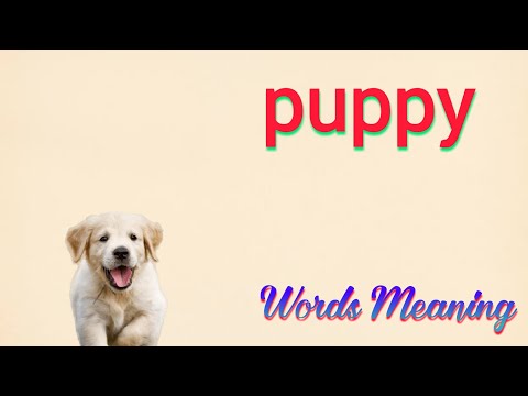puppy meaning in hindi | puppy ka matlab kya hota hai | puppy means | puppy ka arth | spelling