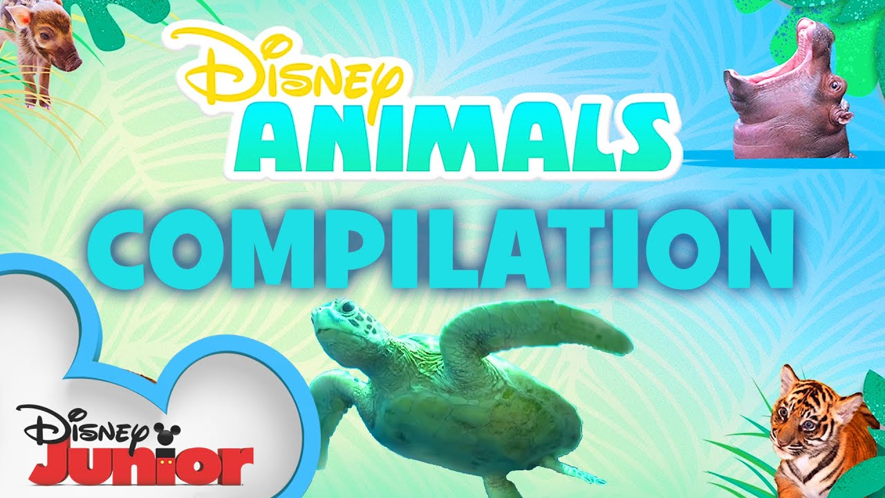 Learn About Animals!🐯  | Season 1 Compilation | Disney Animals | @disneyjr