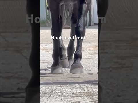 Beauty is in the balance. #horse #anatomy #science