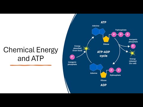 Chemical Energy and ATP