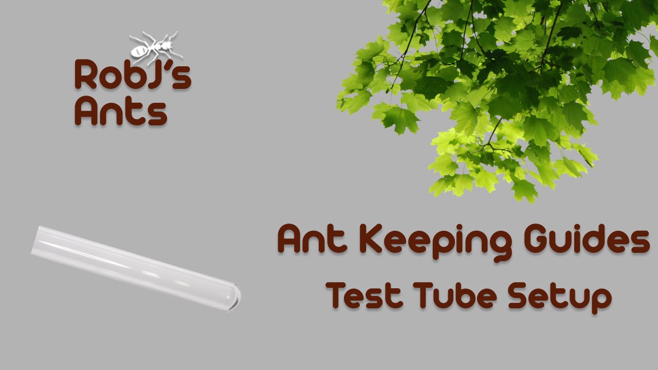 Test Tube Setup (Ant-Keeping Tutorial/Guide)