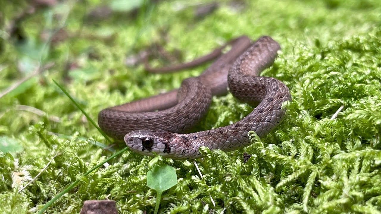 DoD PARC Species Profile Video Series: Episode 8: Dekay’s Brownsnake