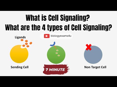 Cell Signaling and 4 Types of Cell Signaling