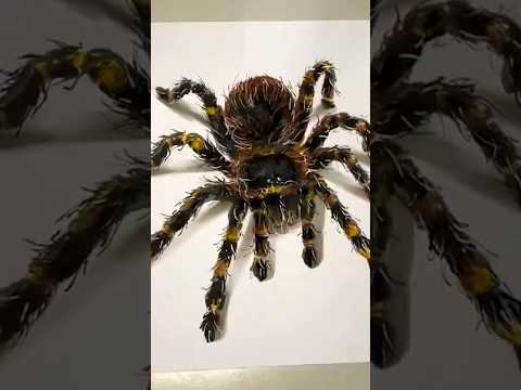 ✏️🕷️ Desenhando Aranha 3D