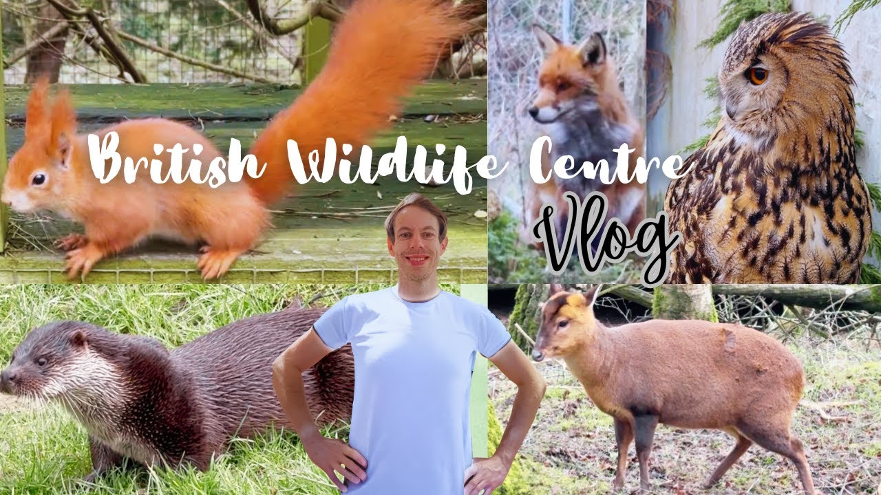 Inside the British Wildlife Centre: A Must-Visit for Nature Lovers