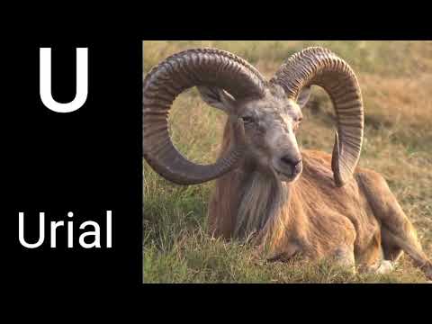 animal name starting with u | learn animals names and sounds | animals name in english and hindi