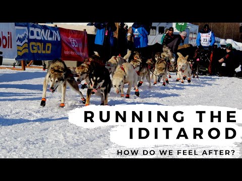 The Iditarod Dog Sled Race - How The Dogs Feel After