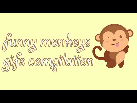 Funny Monkeys Gifs Compilation