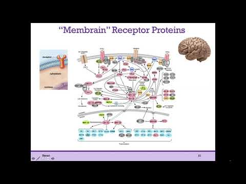 BIO1 Online | Chapter 3: Cells