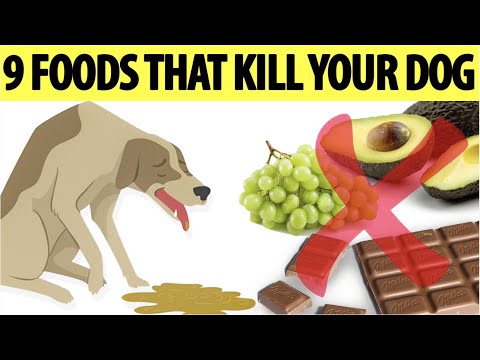 BEWARE: 9 Foods That Kill Your Dog