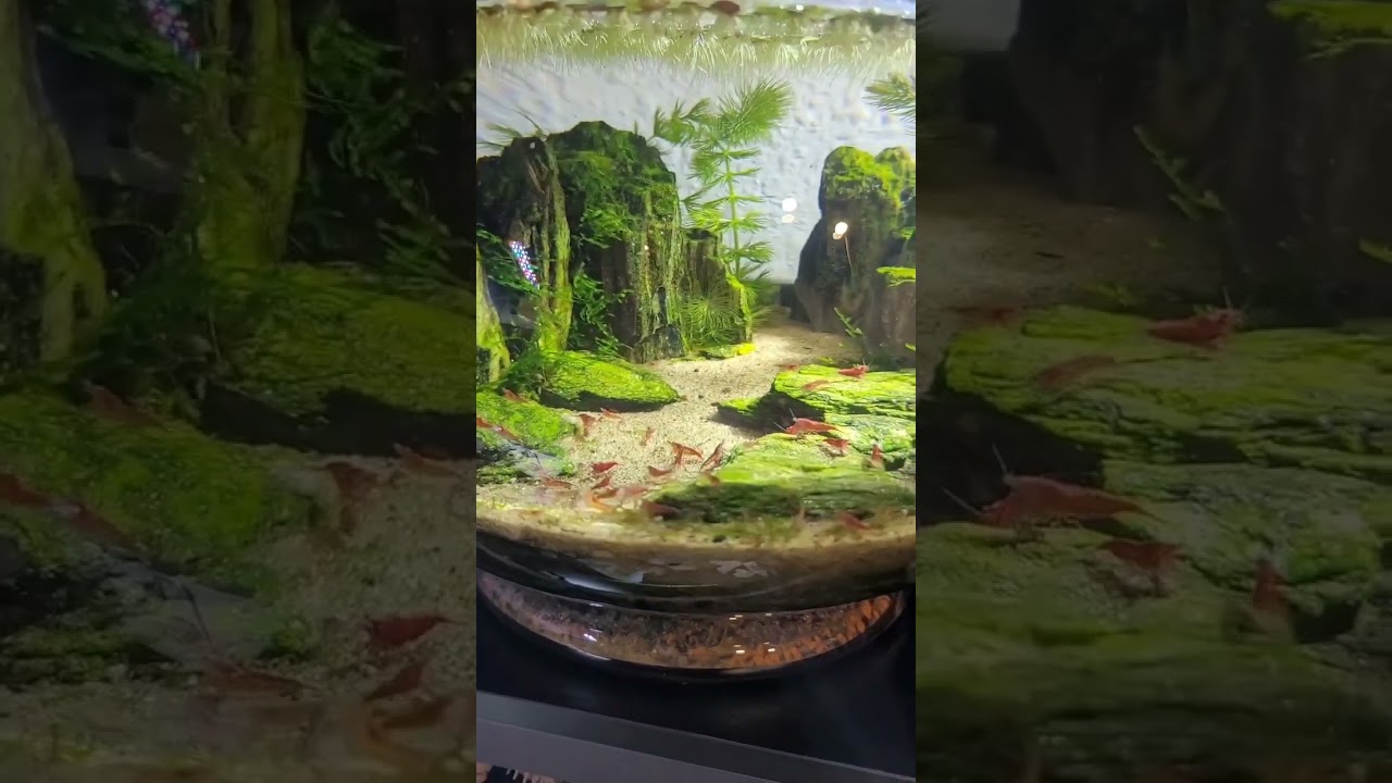 Home Aquarium /  the Live Art from Your Room #youtubeshorts #shorts #aquarium #shorts