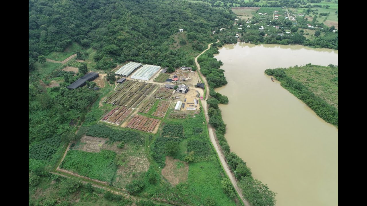Reforestadora del Sinú