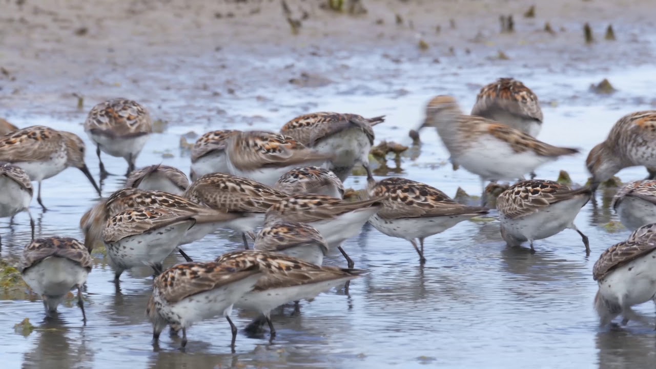 Western Sandpiper Fall Migration 4K