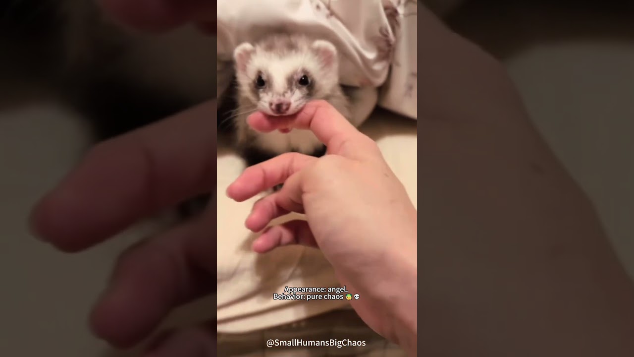 Owning a ferret feels like living with a haunted sock 🧦😂#FerretTok #FunnyAnimals #CutePet