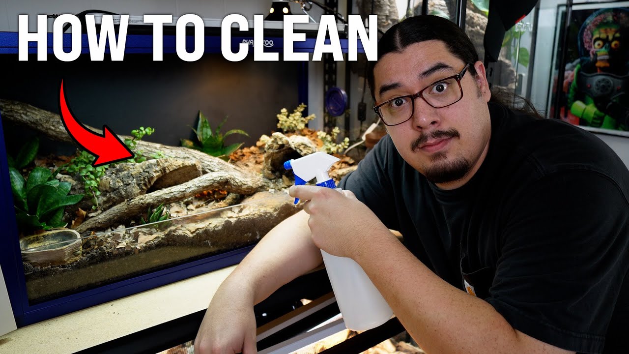 How To Clean a Reptile Tank