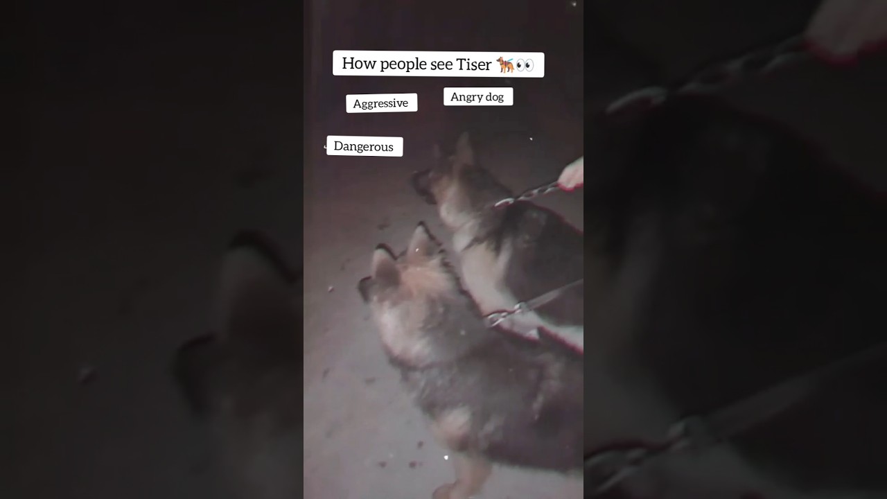 how i see 🐾🐕#like #subcribe #trending #ytshorts #pets #doglover #viral #desimomreacts #1million