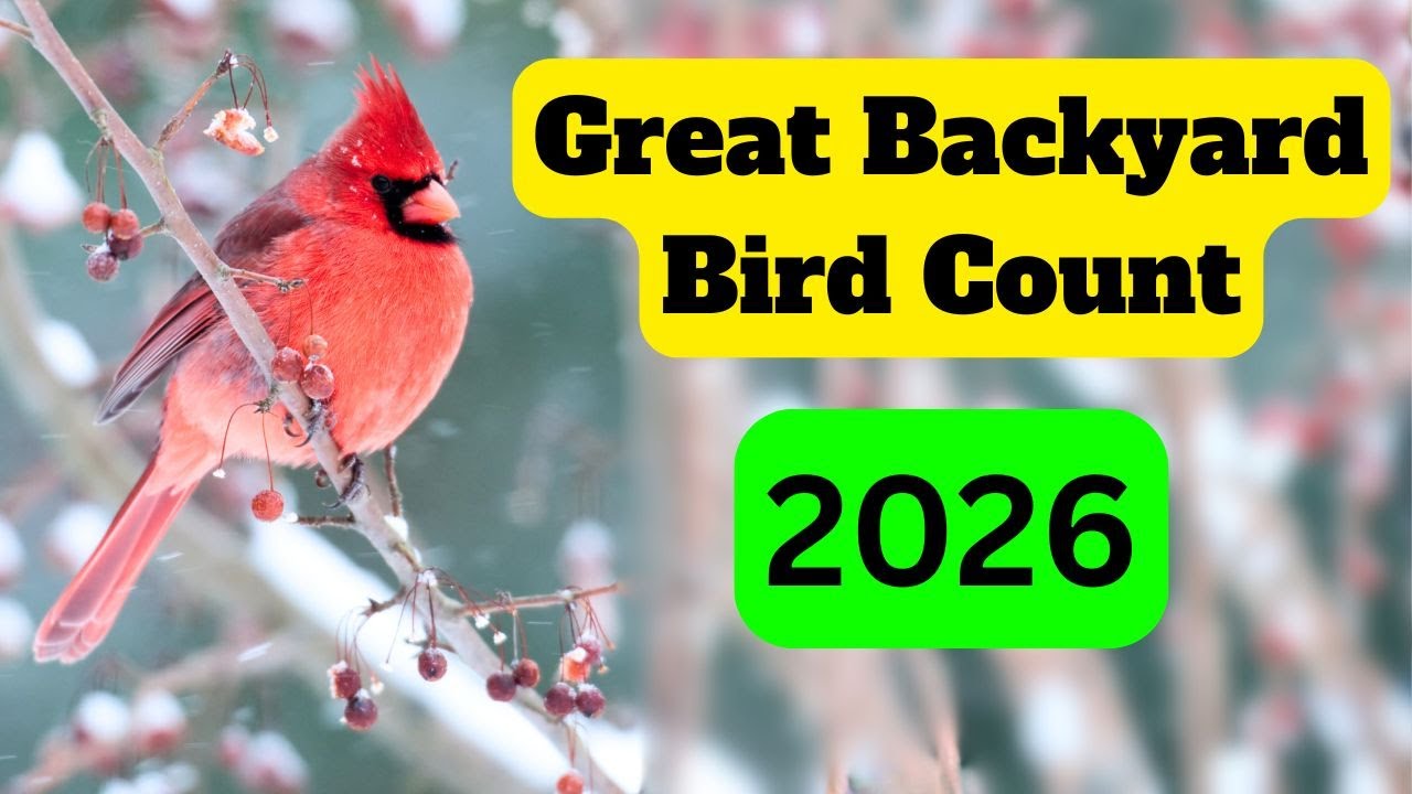 Get Started with the Great Backyard Bird Count in 2026