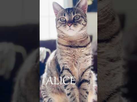 Beautiful Alice