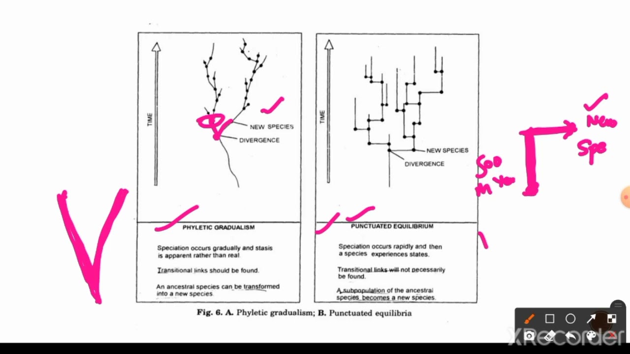 Molecular evolution and molecular phylogeny #