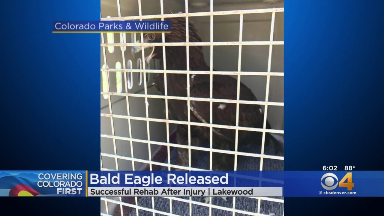 Young Bald Eagle Soars Again After Rehabilitation