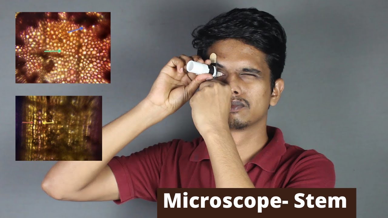 Microscope- Stem | ThinkTac | DIY Science
