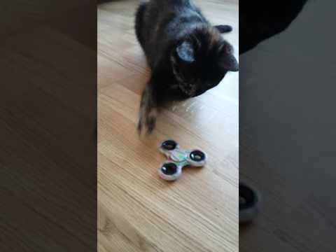 Steam Community :: Video :: Cat's reaction to fidget spinner