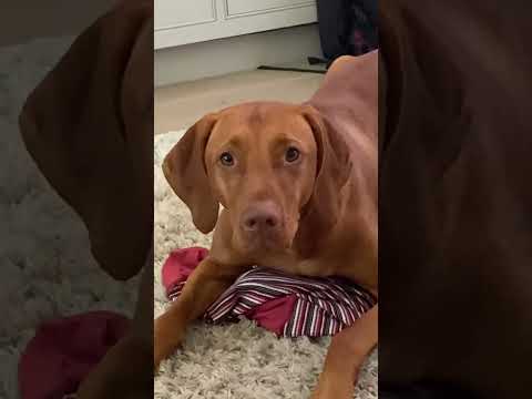 WHEN A VIZSLA GETS ANGRY