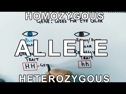 What is an ALLELE ?