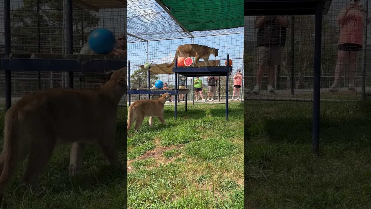 Cougar sisters, Louisa and Marissa, are not sure what to think.