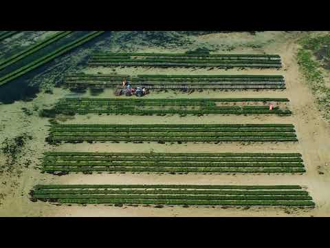 Herm Oyster Beds