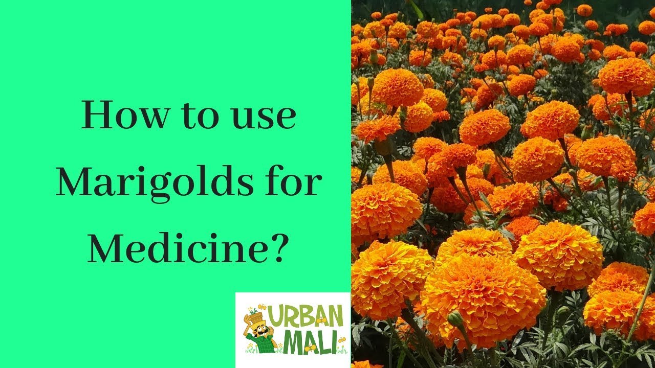 How to use Marigolds for Medicine?