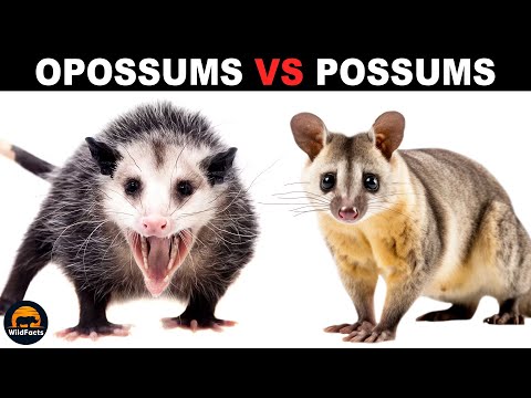 What Is The Difference Between Opossums and Possums?