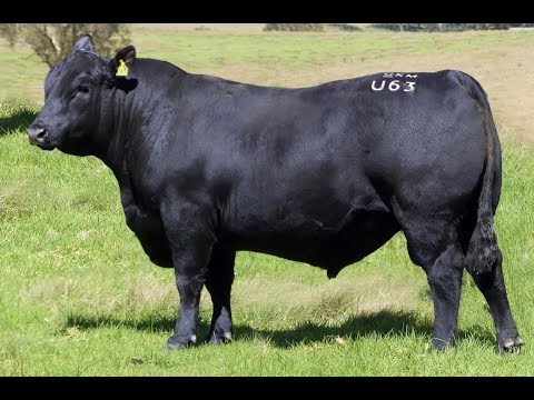 Angus Cattle for Sale | AuctionsPlus Livestock Listings