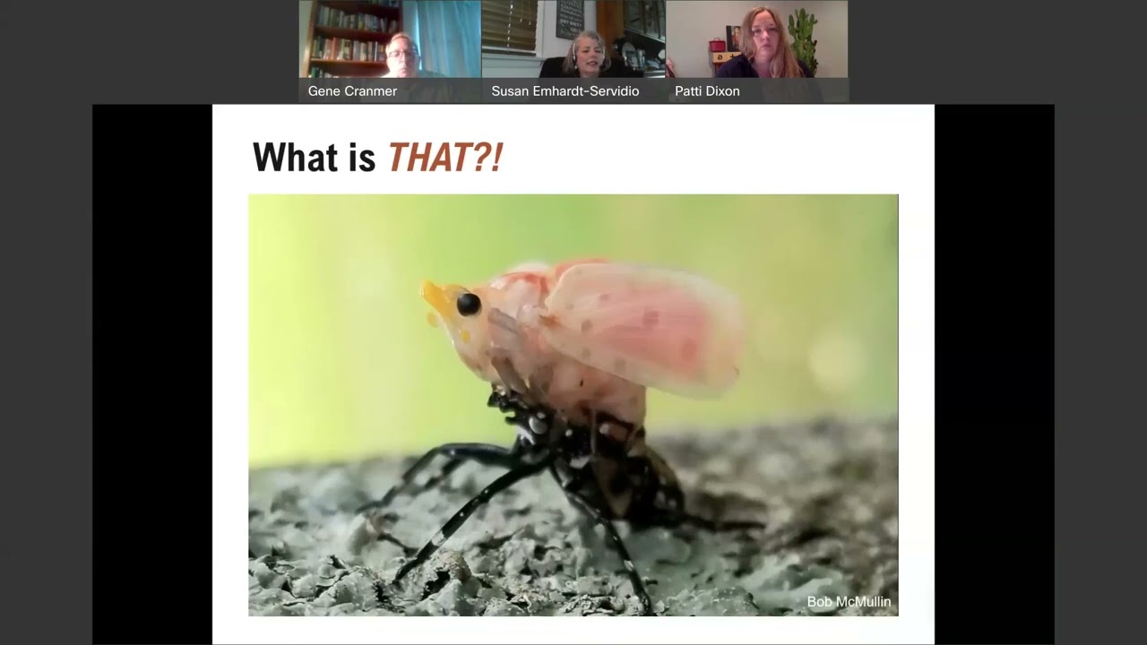 Spotted Lanternfly Biology and Management