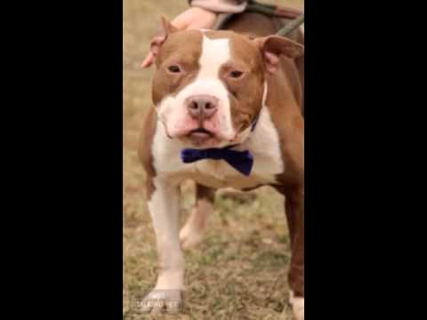 An interview with Cadillac, Adoptable at ACCT | Philly......Adopt!