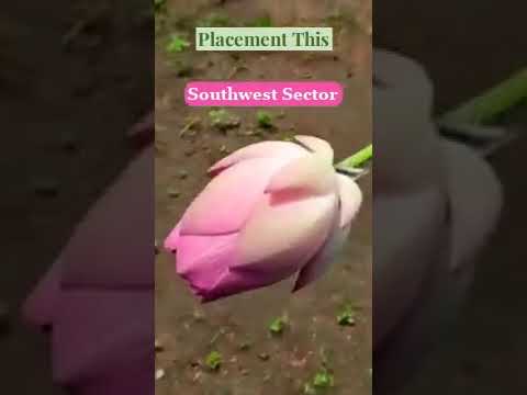 Significance, Symbolism & Feng Shui Benefits of Lotus flower #youtubeshorts #shorts #trending