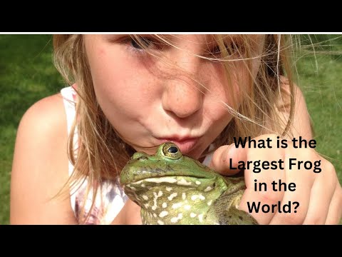 What is the Largest Frog in the World?