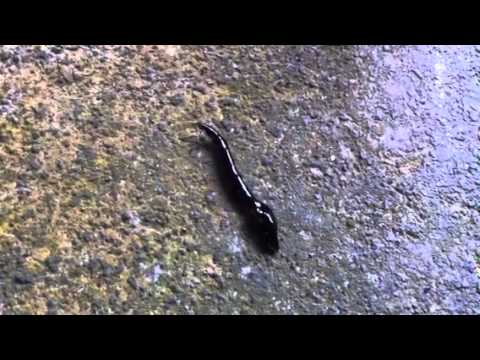 Wordless Wednesday – A Weird Worm or a Hawaiian Blind Snake? | Hawaii ...