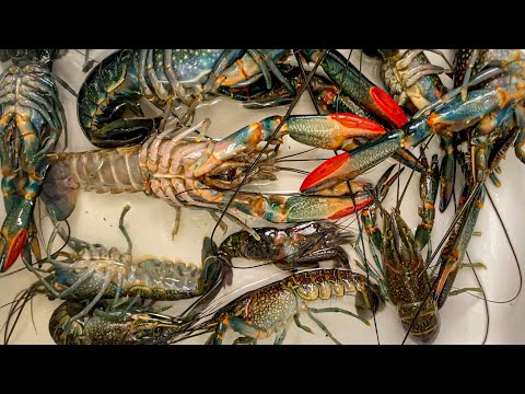 Spanish Bridge Jamaica / invasive Crayfish Catch Clean and Cook