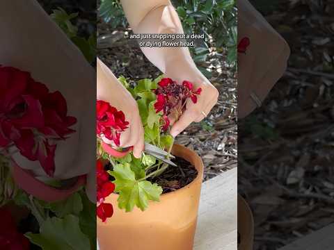 Deadheading geraniums is simple and helps promote flowering throughout the season!