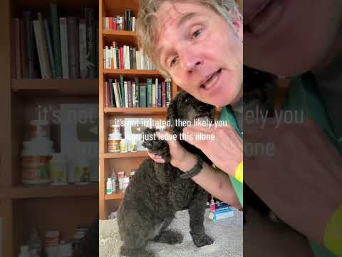 Why does your dogās paw smell like Corn Chips?