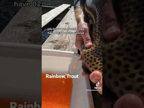 #trout #troutfarm #fishhatchery #blackcanyontrout #rainbowtrout #goldentrout #hatchery