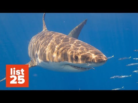 25 CRAZY Shark Facts You Can Sink Your Teeth Into - Happy Shark Week!