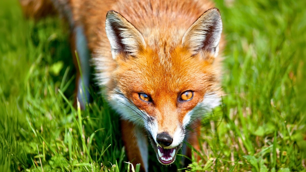 Red Fox Facts: Habitat, Size, and Cute Kits Explained!