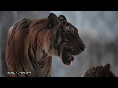 Classification - Endangered Species